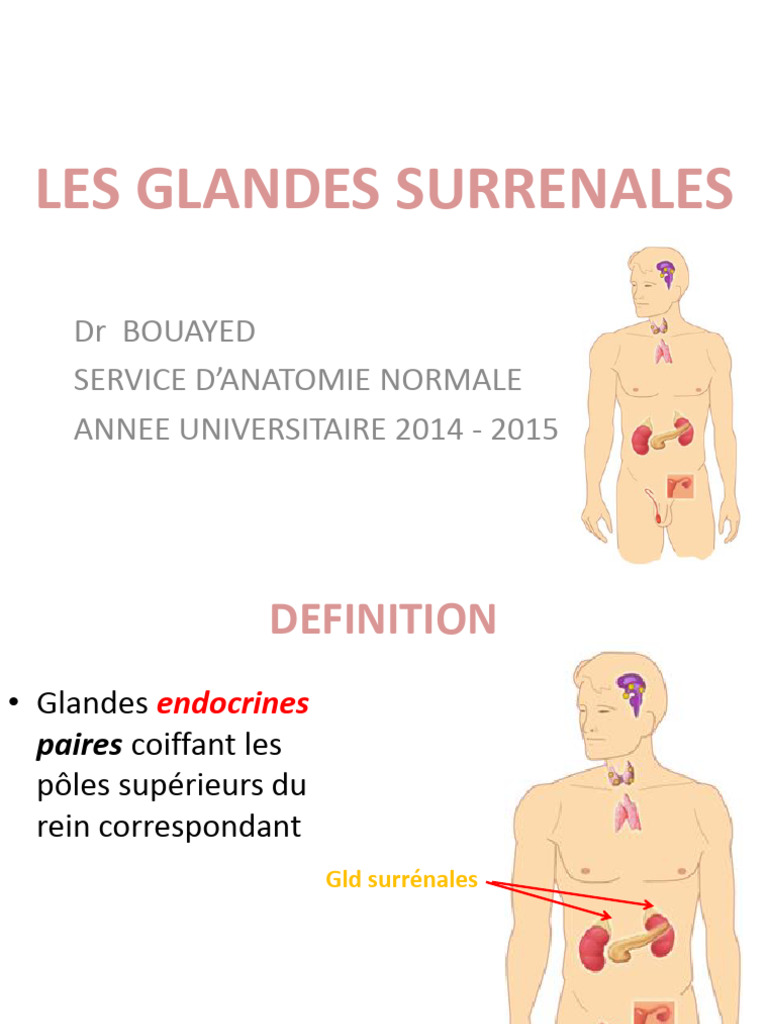 Anatomie des glandes surrénales | PDF | Glande surrénale | Rein