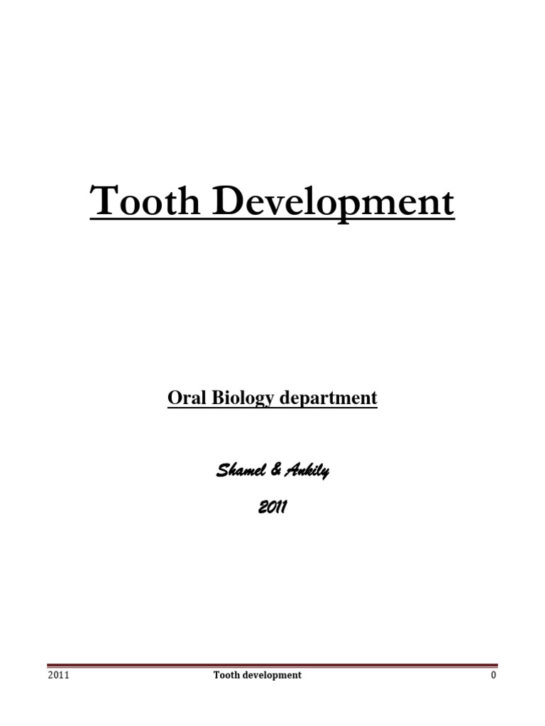1 Tooth - Development Questions | PDF | Human Tooth | Tooth