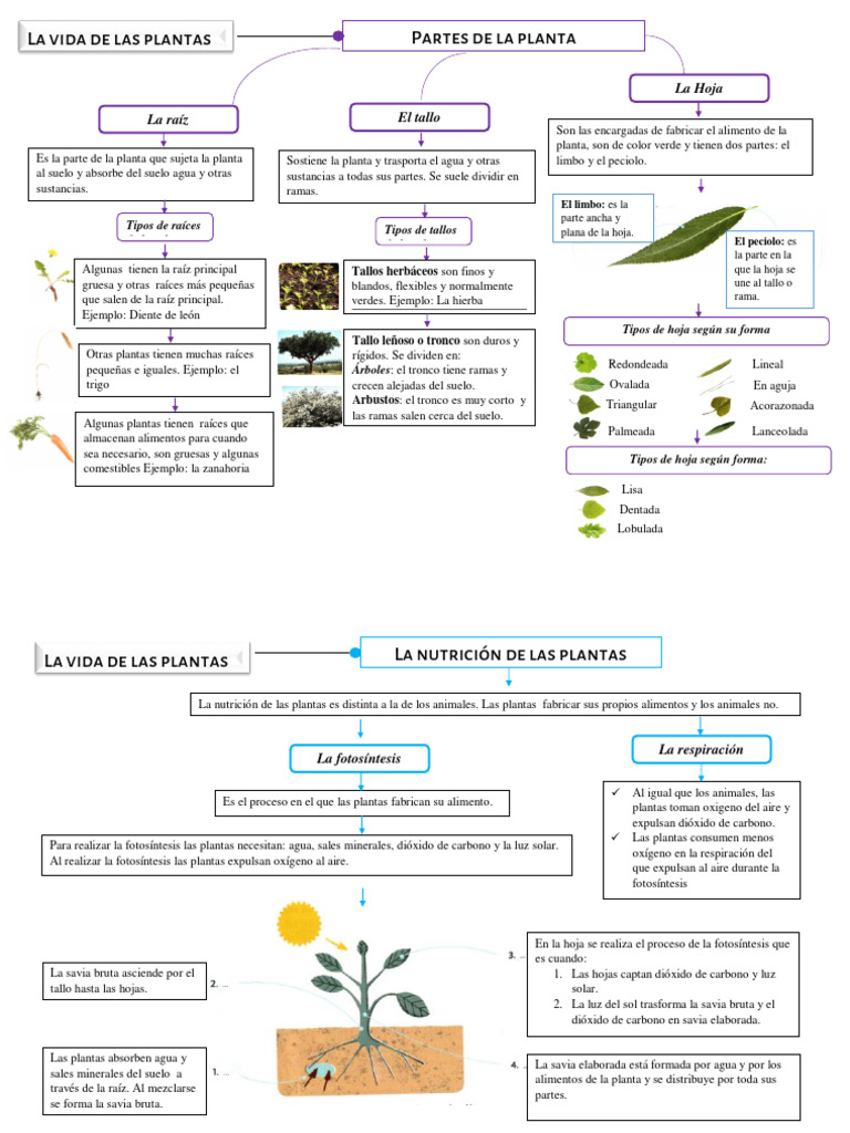 Unidad 2 La Vida de Las Plnatas | PDF | Semilla | Plantas