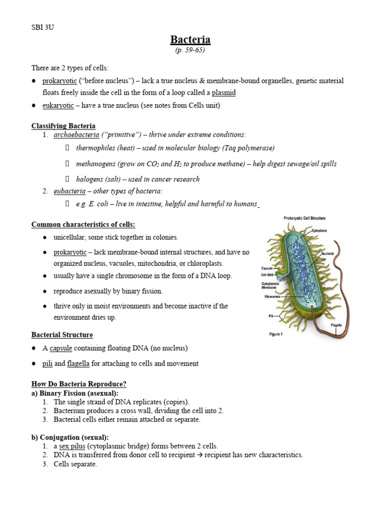 SBI 3U - Handout - Bacteria | PDF | Science & Mathematics