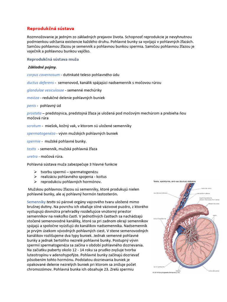 Reprodukčná Sústava | PDF