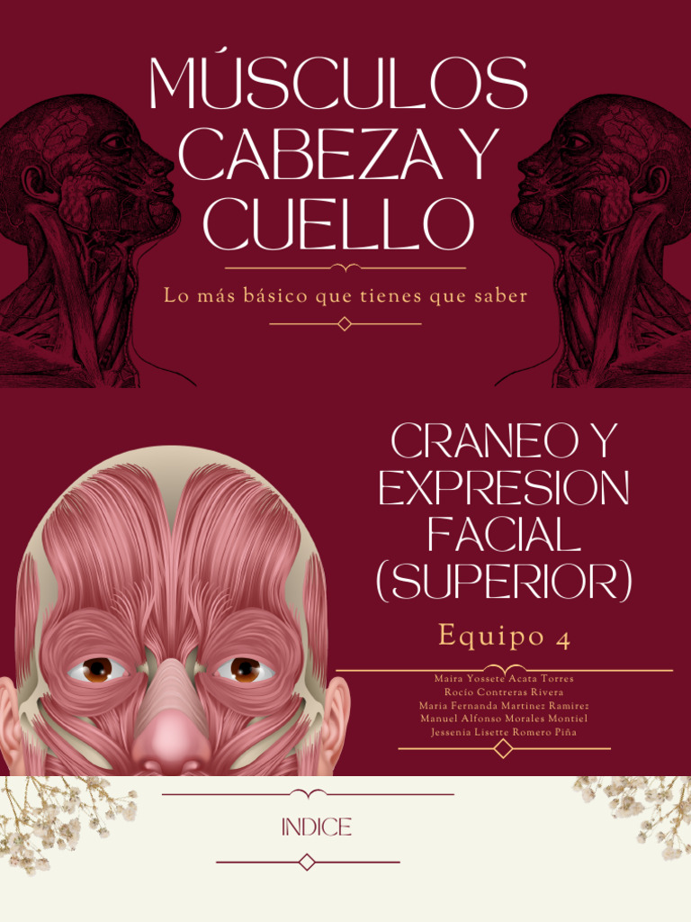 Músculos Cabeza y Cuello | PDF | Tejido suave | Anatomía