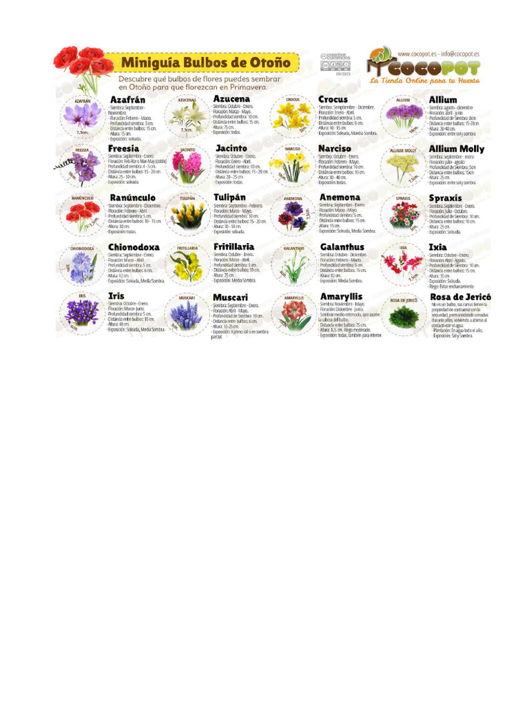 Aromaticas Ecologicas Bulbos Otoño | PDF