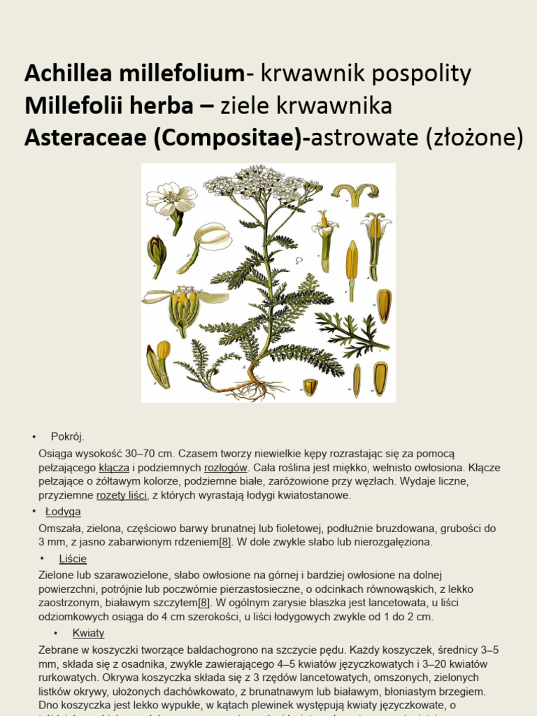Achilea Milefolium | PDF