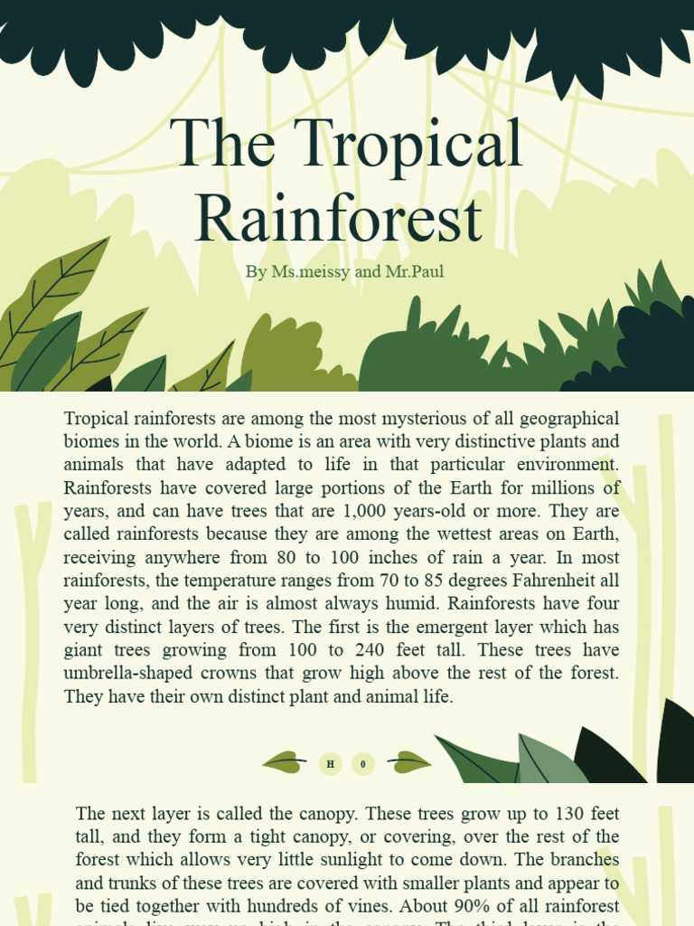 English p5 Reading Rainforest | PDF | Rainforest | Canopy (Biology)