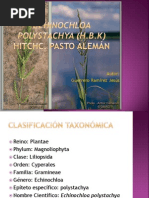 Ficha Técnica Del Pasto Imperial (Axonopus Scoparius, Hitchc) | PDF ...