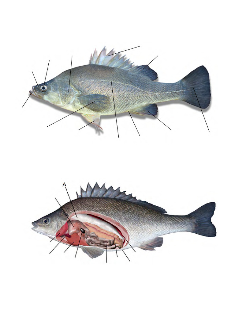 Dissecció Verat Imatge | PDF