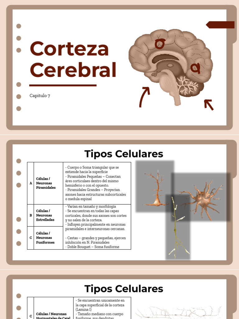 Estructura y Tipos de Neuronas en la Corteza | PDF | Corteza cerebral ...