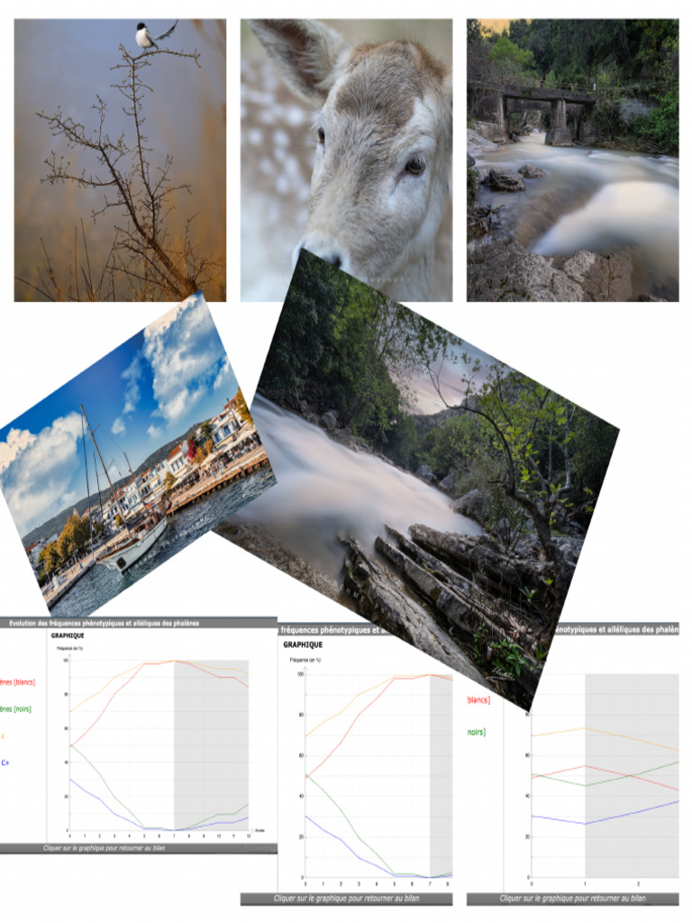 BeFunky Collage | PDF