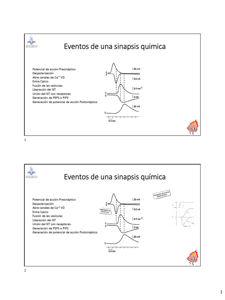 Guia de TP 2 Neuro. Catedra 1 Uba | PDF | Sinapsis | Sinapsis química