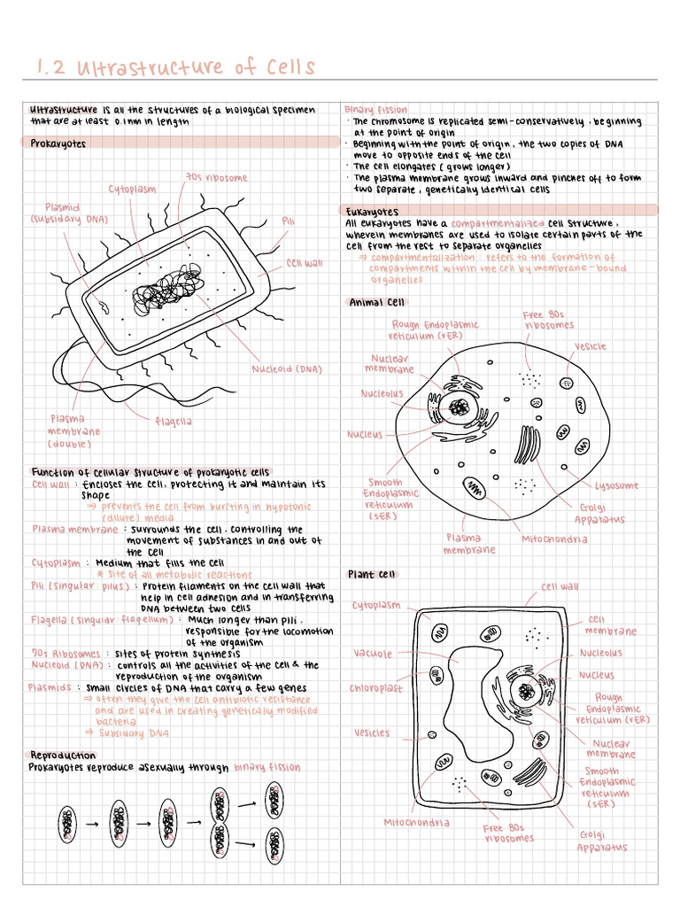 1.2 Untrastructure of Cells | PDF | Cell (Biology) | Endoplasmic Reticulum