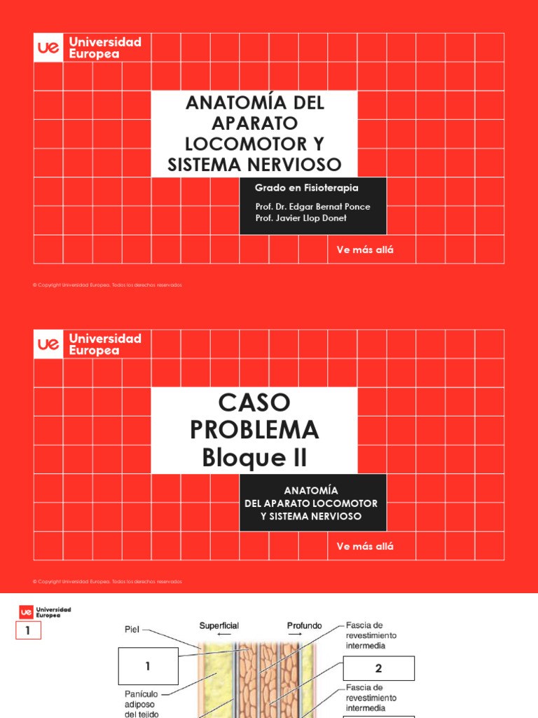 Caso-Problema Anatomía Bloque 2 | PDF | Abdomen | Anatomía