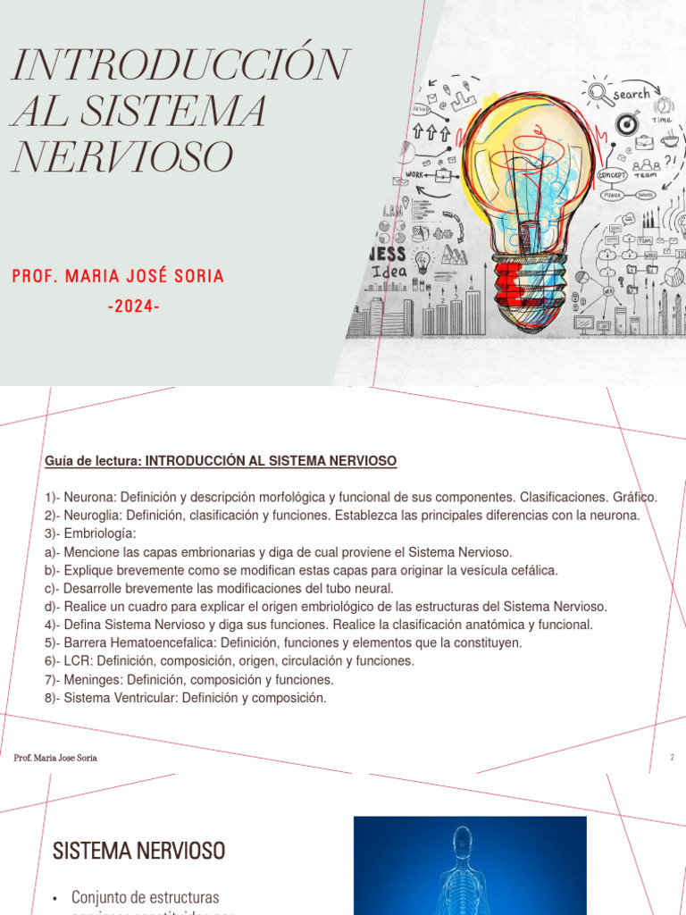 Introduccion Al SN-2024 2 | PDF | Sistema nervioso | Cerebro