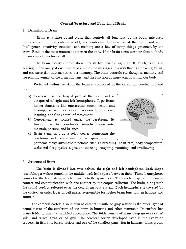General Structure and Function of Brain | Download Free PDF | Cerebrum ...