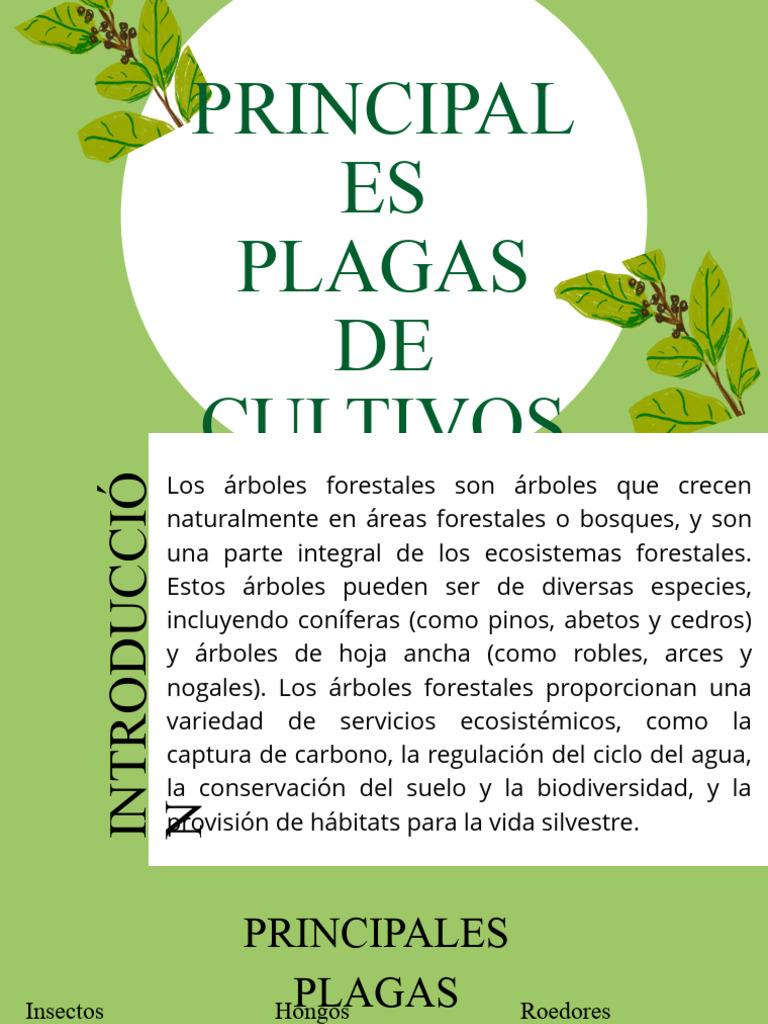 Plagas de Cultivos Forestales | PDF | Arboles | Ardilla