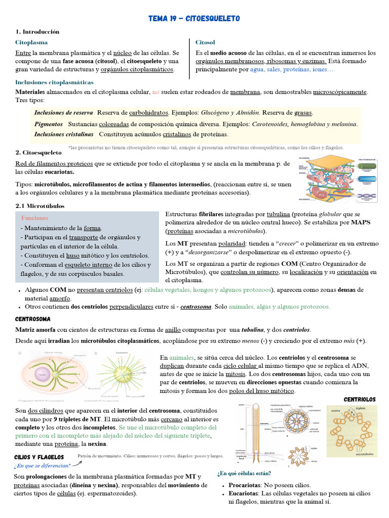 Tema 19 - Citoesqueleto | PDF | Microtúbulos | Biología Celular)