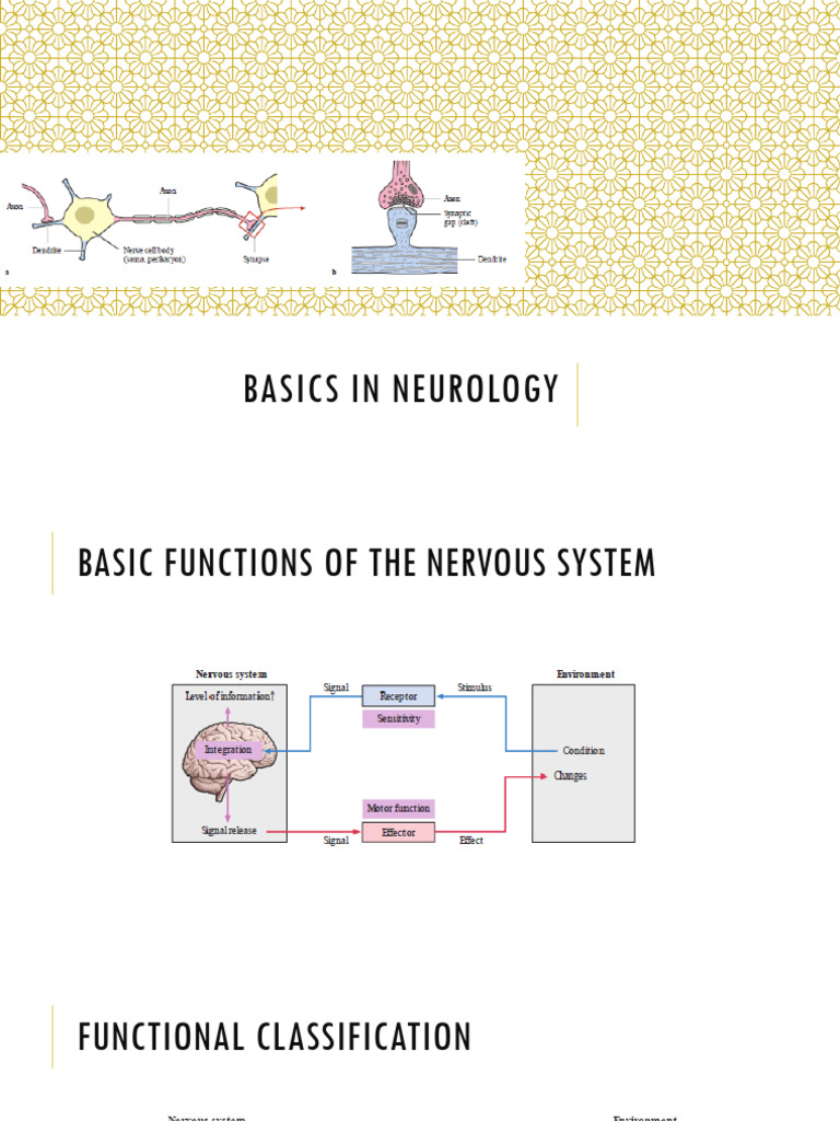 Training 1 Basics in Neurology | PDF | Neuroplasticity | Neuron