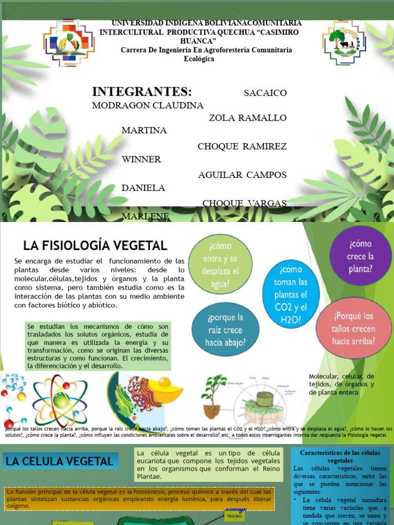 Presentacion de Fisiologia Vegetal Claudina, | PDF | Plantas | Biología ...