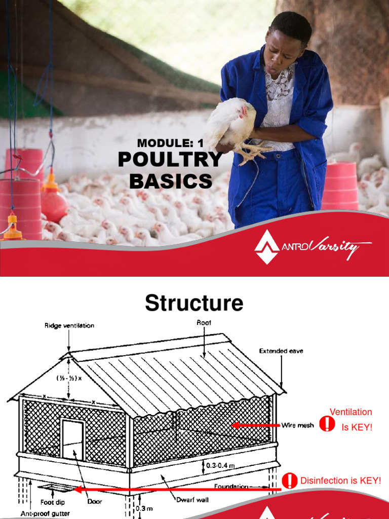 Antrovet - Poultry Basics 1 | PDF | Vitamin B12 | Essential Nutrients