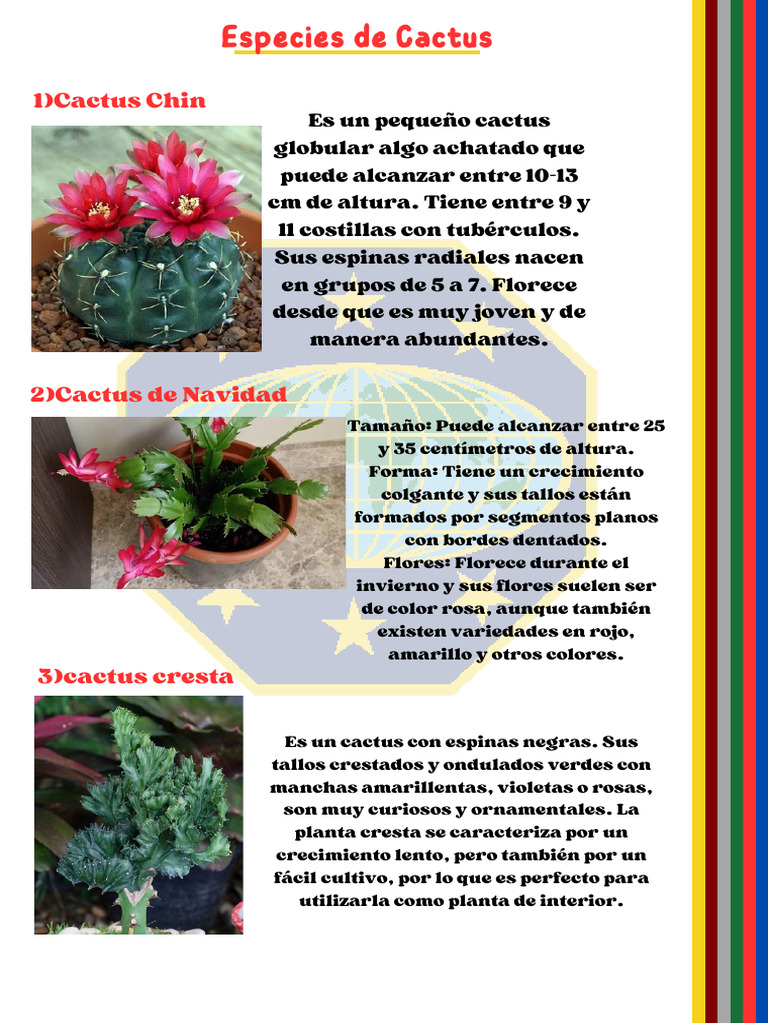 Cactus | PDF | Arboles | Tallo de la planta