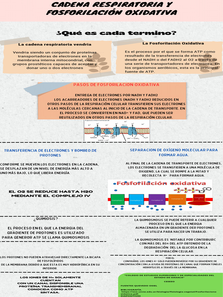 Fosforilación Oxidativa y Quimiosmosis | PDF | Trifosfato de adenosina ...