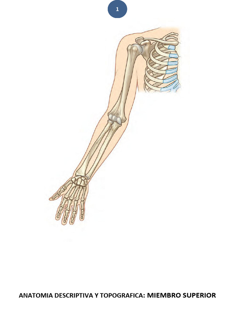 Imagenes Final Anatomia | PDF