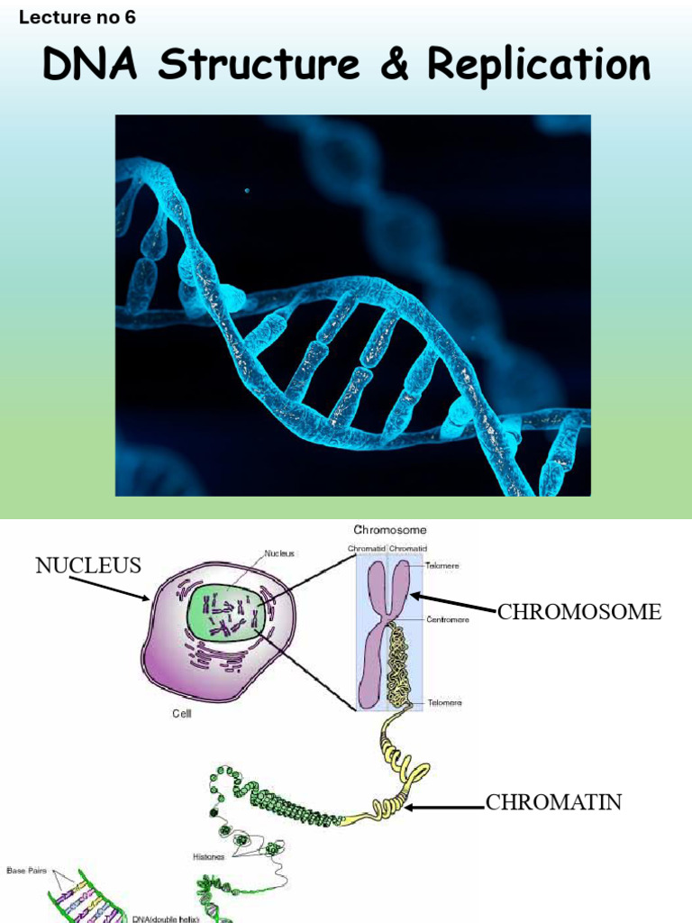 DNA Structure and Replication Overview | PDF | Dna Replication | Primer ...