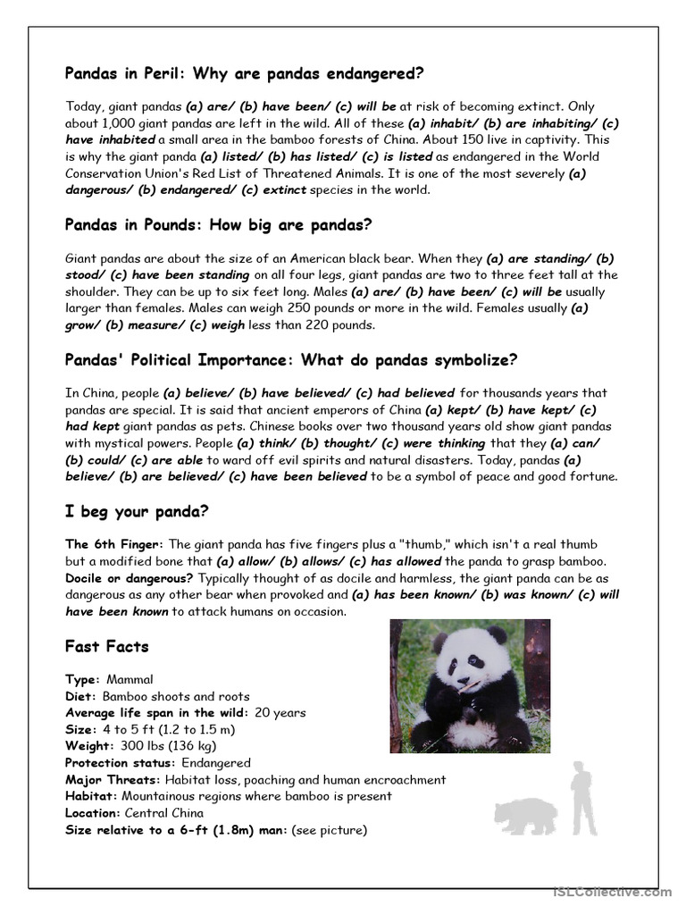 Giant Pandas: Endangered and Symbolic | PDF | Giant Panda | Endangered ...