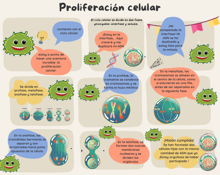 Proliferación Celular | PDF | Mitosis | Genética