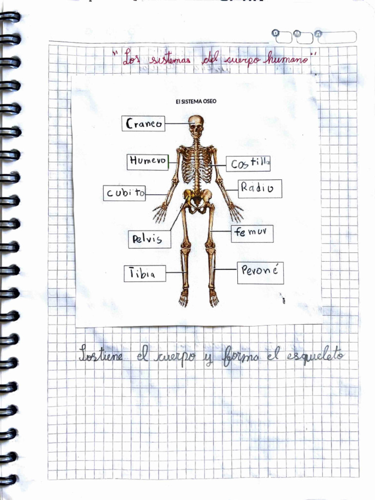 Los Sistemas Del Cuerpo | PDF