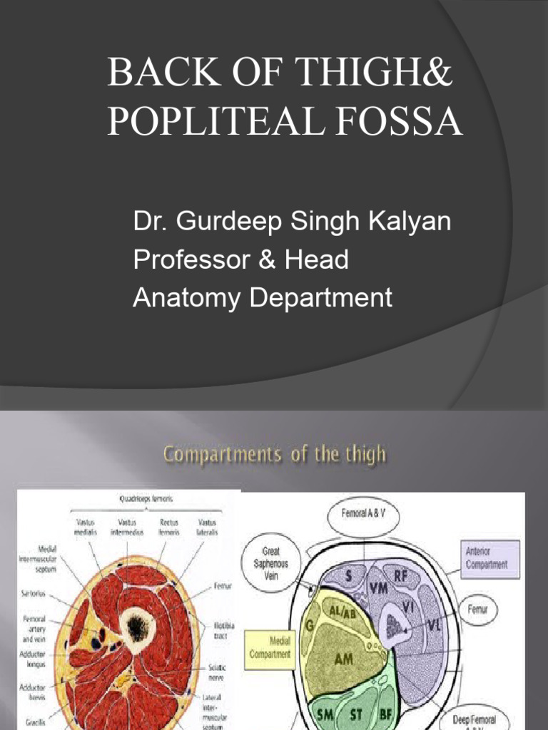Back of Thigh & Popliteal Fossa | PDF | Human Leg | Musculoskeletal System