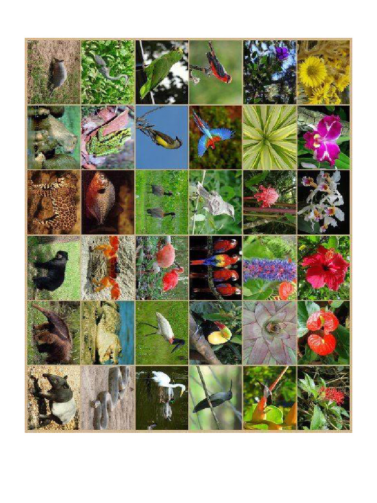 Flora y Fauna Del Ecuador | PDF