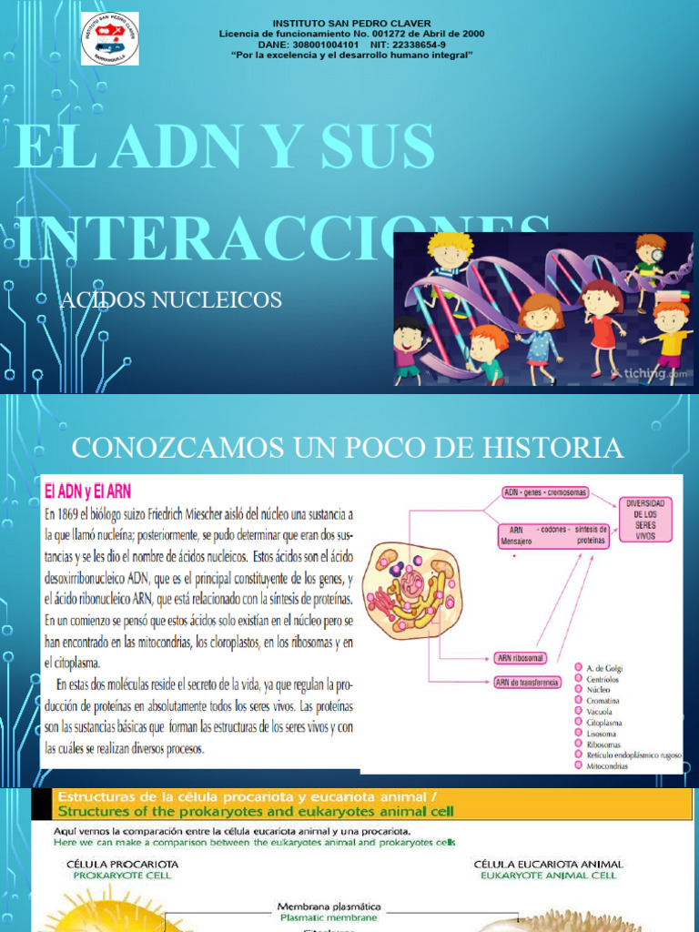 El Adn y Sus Interacciones | PDF | Adn | Nucleótidos