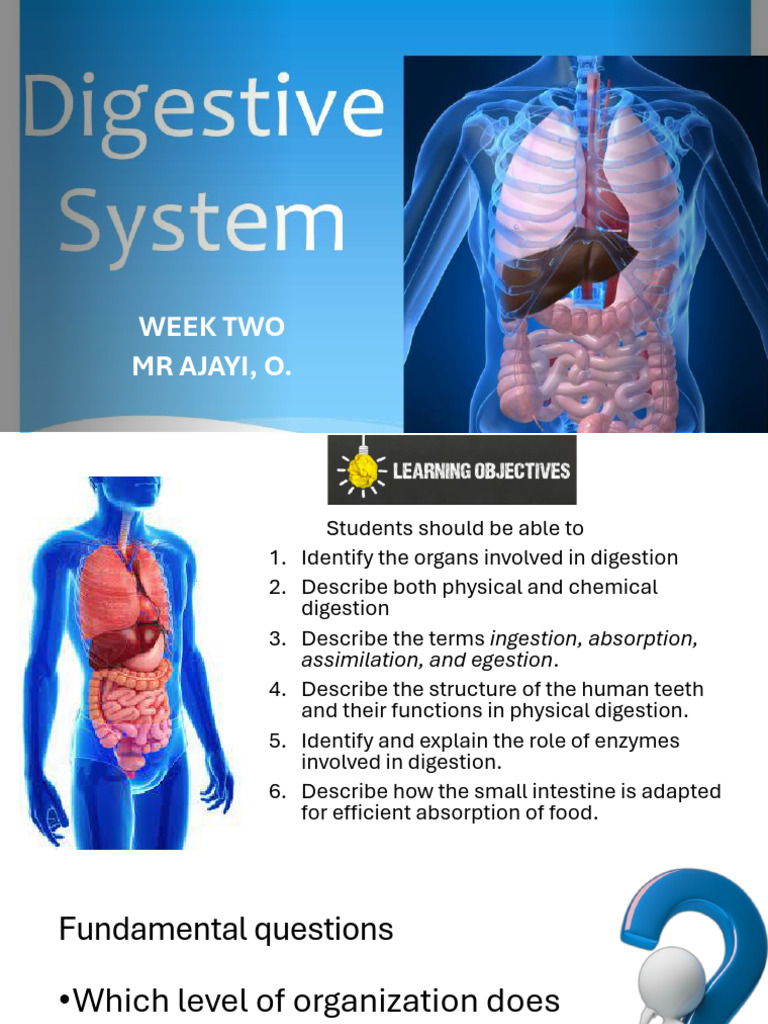 Digestive System | PDF | Digestion | Stomach