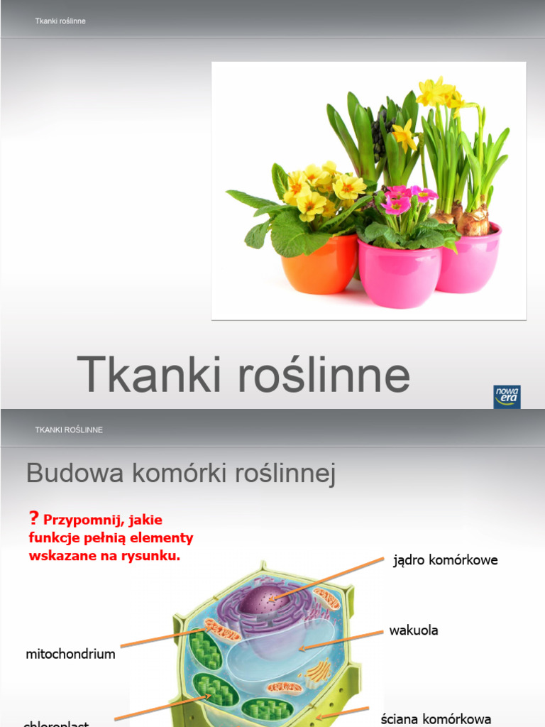 Tkanki Roslinne Prezentacja Multimedialna | PDF