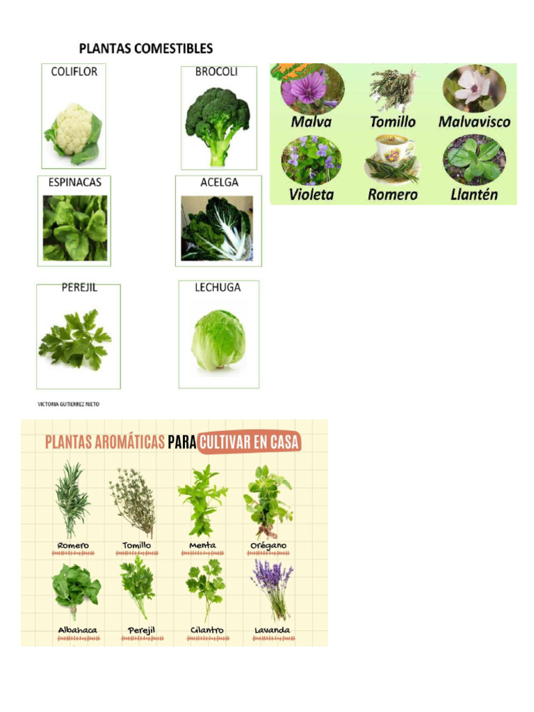 Plantas Comestibles, Medicinales y Aromaticas | PDF