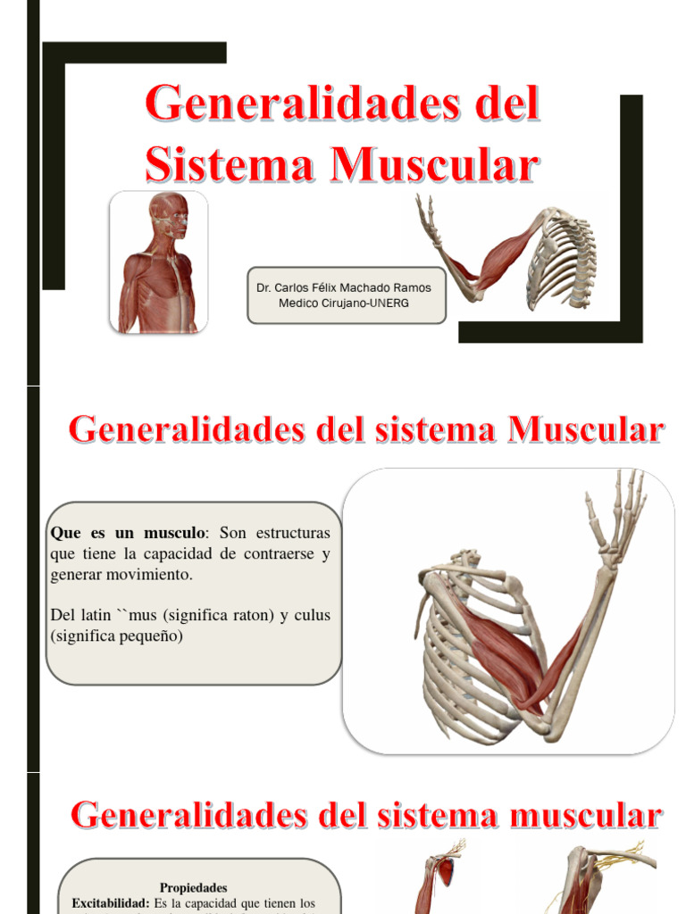 Generalidades del sistema muscular | PDF