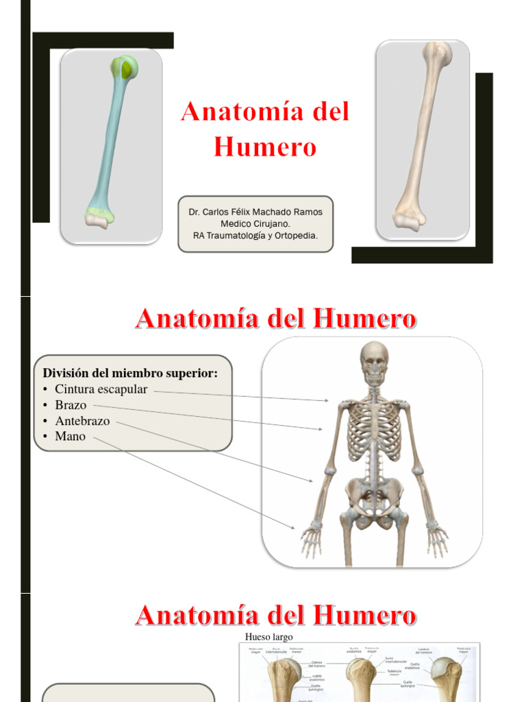 Anatomia Del Humero | PDF | Estudios de idiomas extranjeros | Ciencia y ...