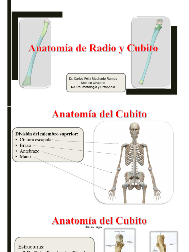 Anatomía del Cubito y Radio | PDF