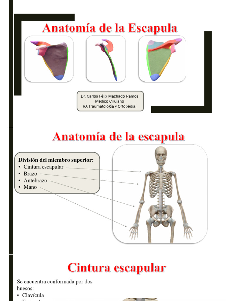 Anatomia de La Escapula | PDF