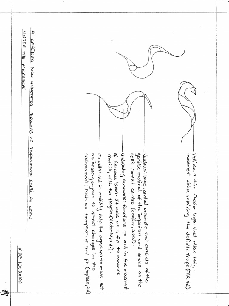 A Labelled & Annotated Drawing of Trypanosoma Cruri As Sen Under A ...
