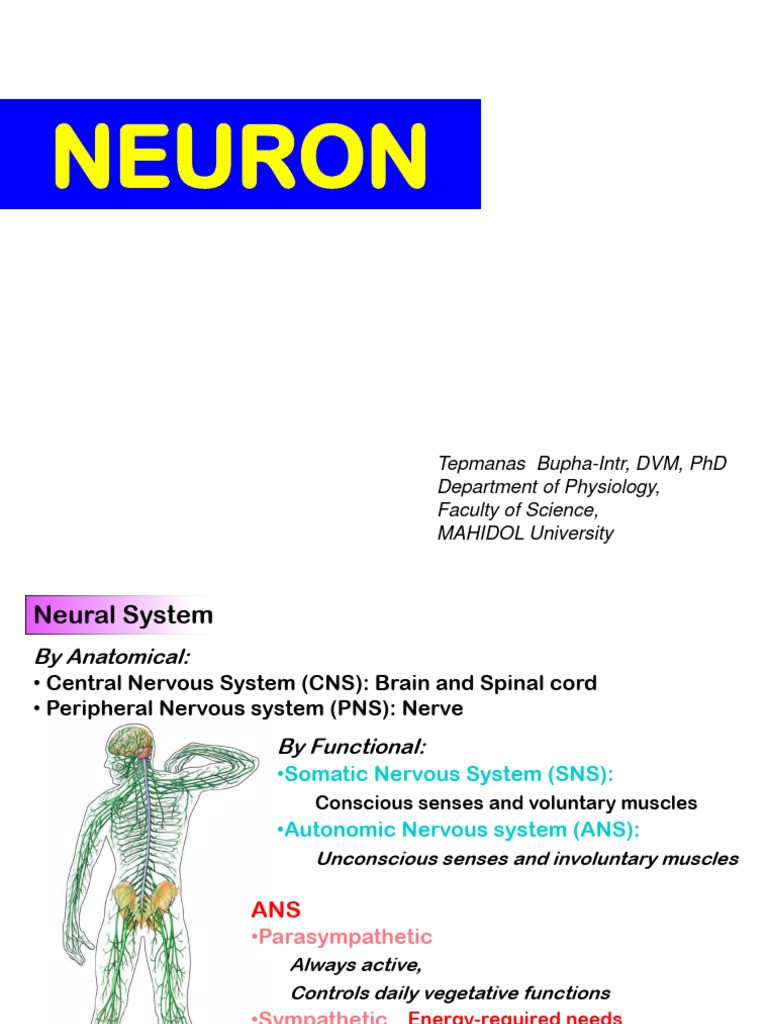 5-Neural Function 2024 | PDF | Neuron | Axon