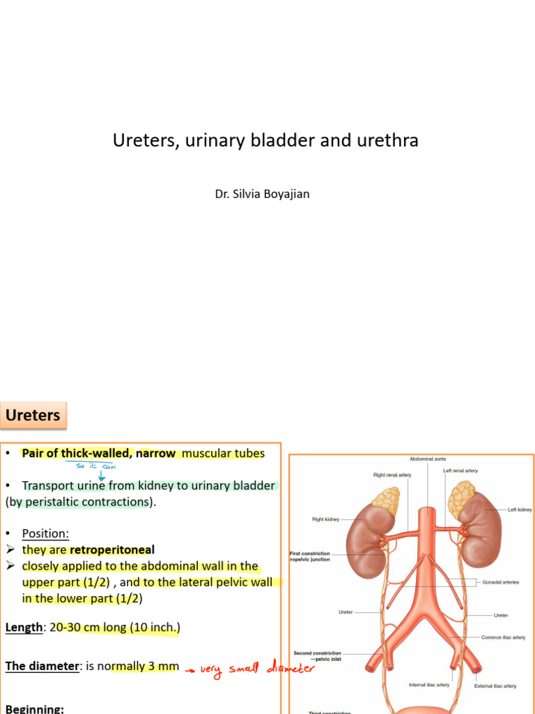 2 Ureter, Urinary Bladder and Urethra XJG | PDF | Abdomen | Epithelium