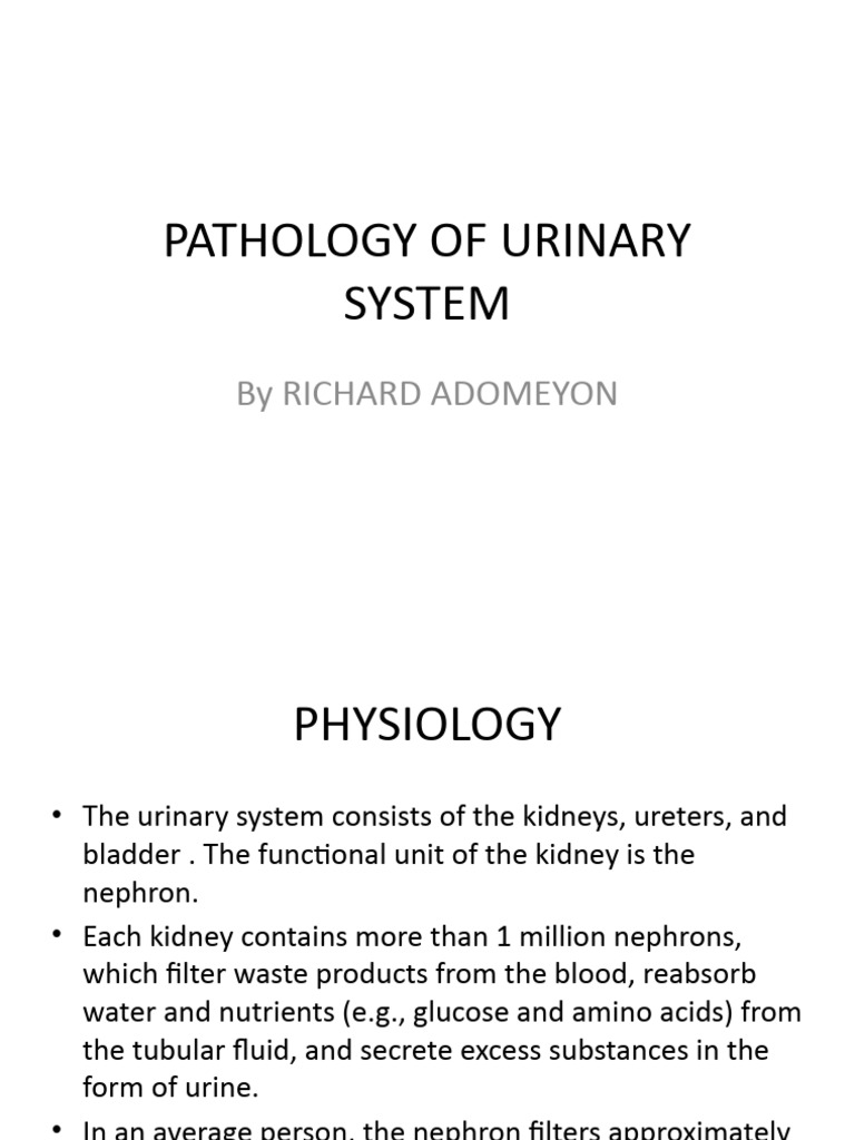 Urinary System Pathology Overview | PDF | Urology | Urinary System