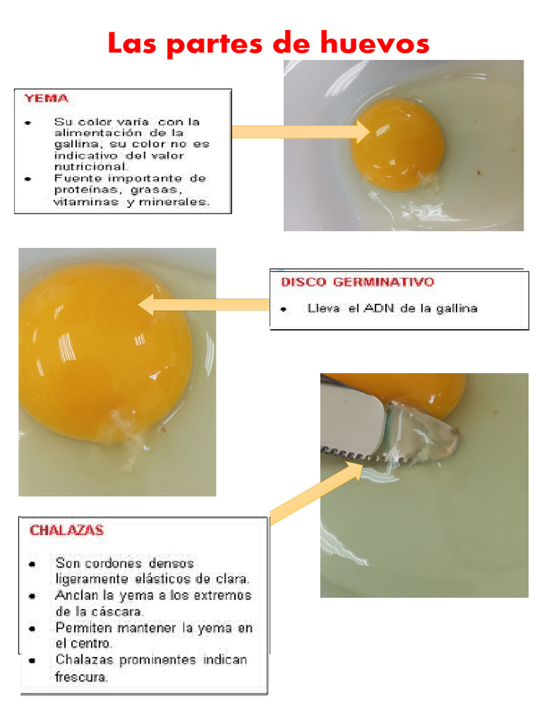 Las Partes de Huevos | PDF