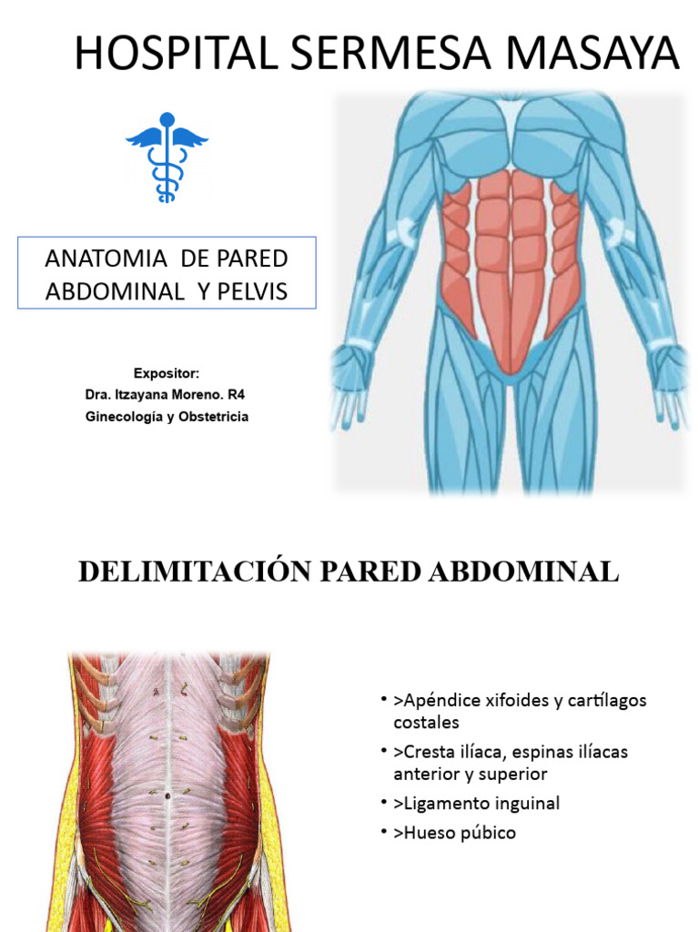 Anatomia Pelvis 2024 Pdf Pelvis Abdomen