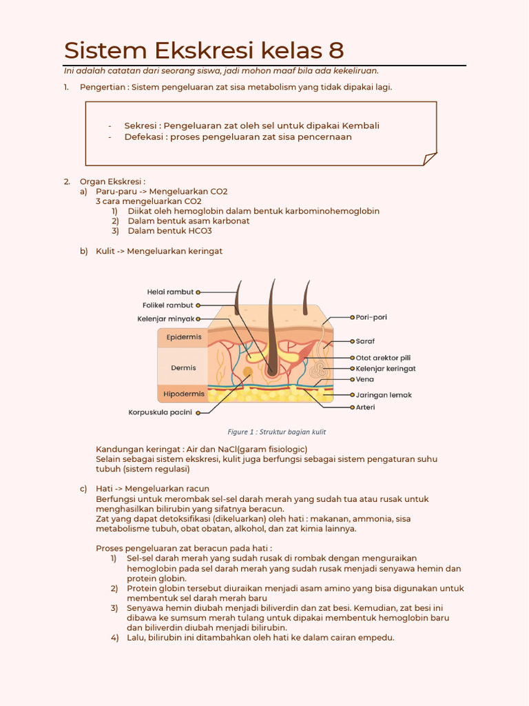 Sistem Ekskresi Kelas 8 | PDF
