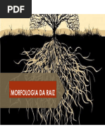 Raízes Adventícias: Exemplos e Funções | PDF | Raiz | Morfologia vegetal