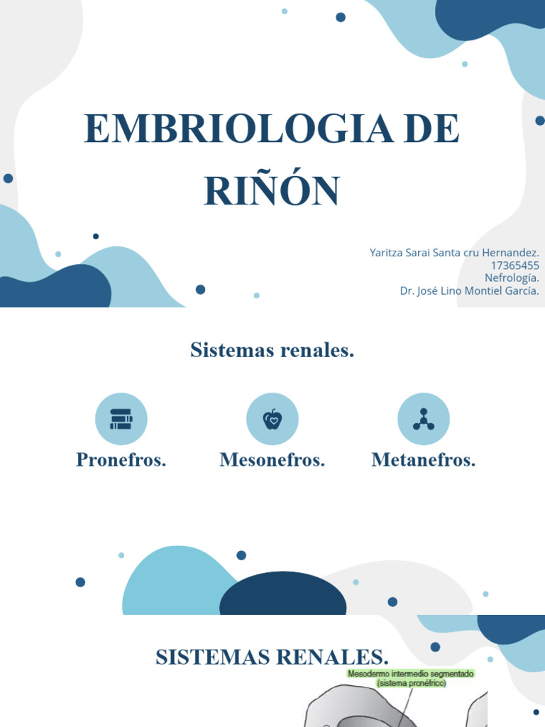 Nefro - Embrio | PDF