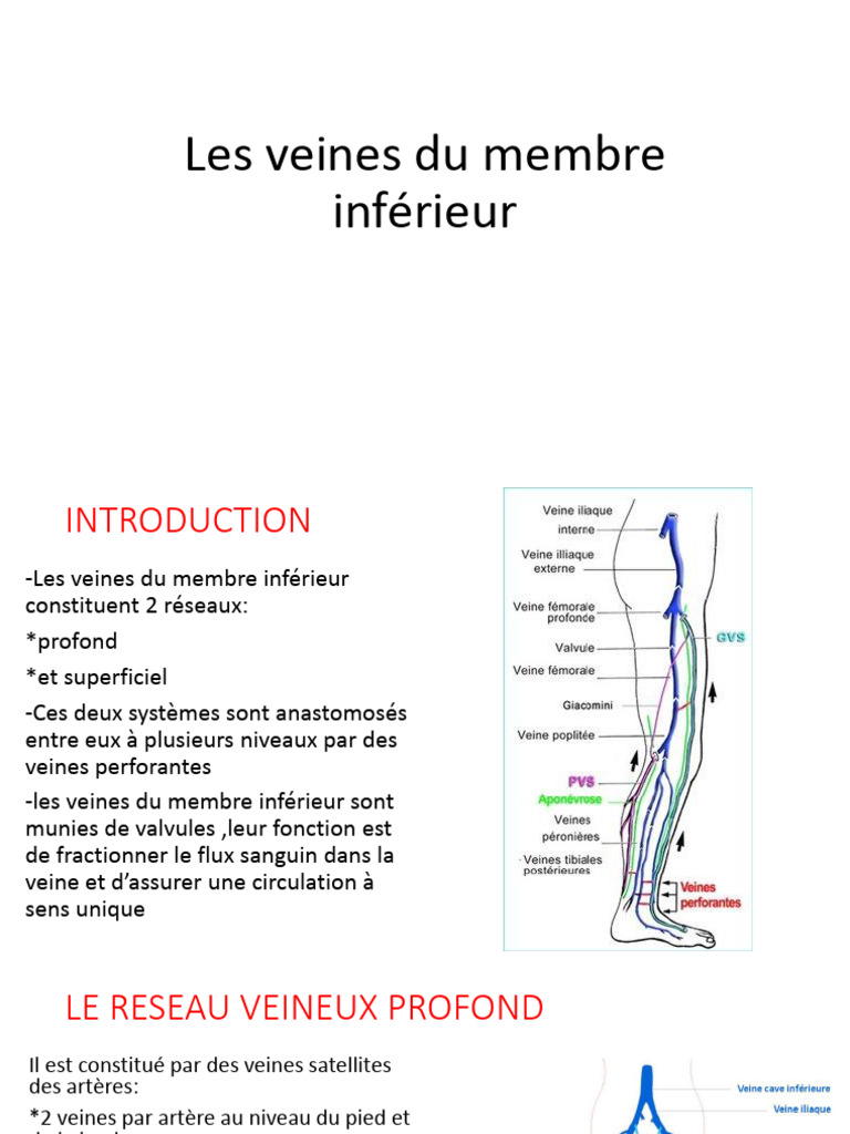 Anatomie des veines du membre inférieur | PDF | Jambe humaine | Pied